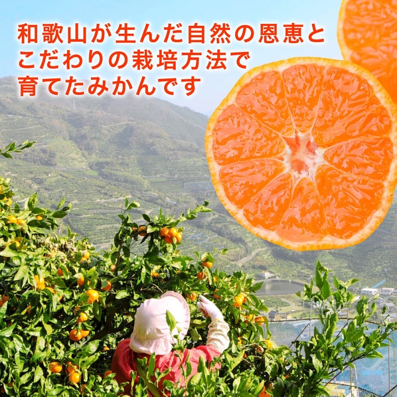 有田みかん 温州みかん 訳あり 2S～3Lサイズ ミックス 10kg｜郵便局のネットショップ