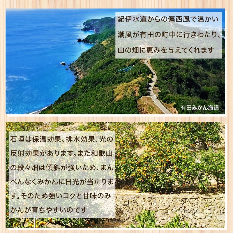 有田みかん 温州みかん 訳あり 2S～3Lサイズ ミックス 10kg｜郵便局のネットショップ