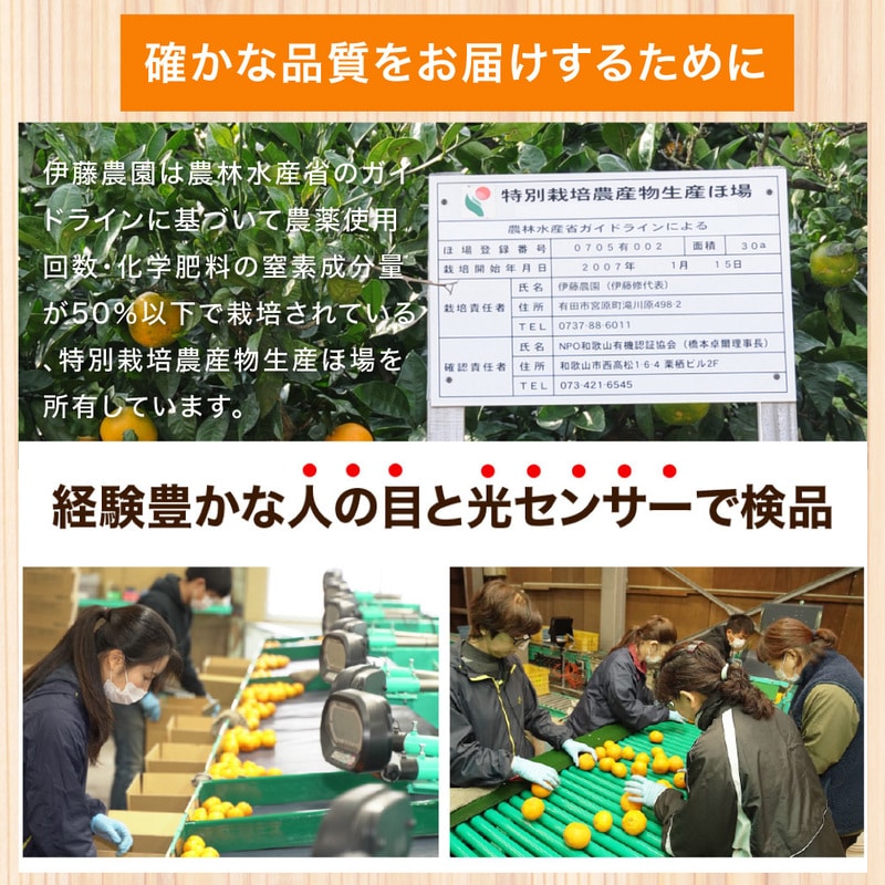 有田みかん 温州みかん 訳あり 2S～3Lサイズ ミックス 10kg｜郵便局のネットショップ
